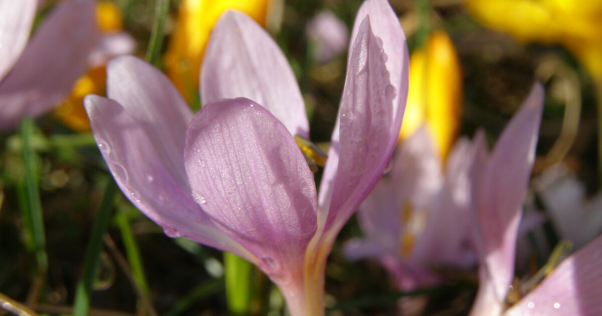 Честит празник,fiibi_bg - bTV Новините