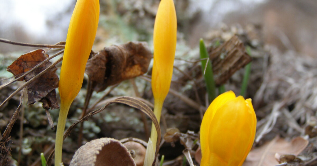 Честит празник, tanjala - bTV Новините