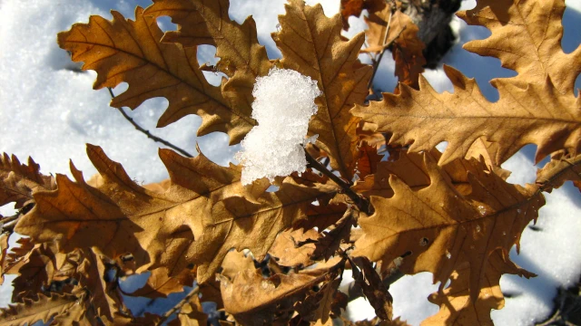 Йорданов ден е! Честито на именниците... - bTV Новините